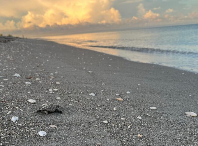 SCCF: More than 21 hatchlings, counting - SANIBEL-CAPTIVA - Island ...